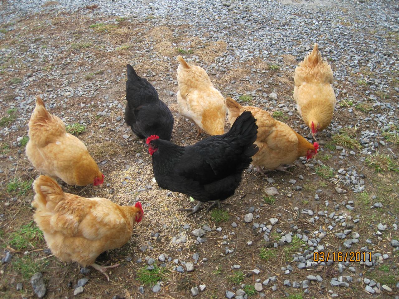 Mountain View Farm - Our Poultry